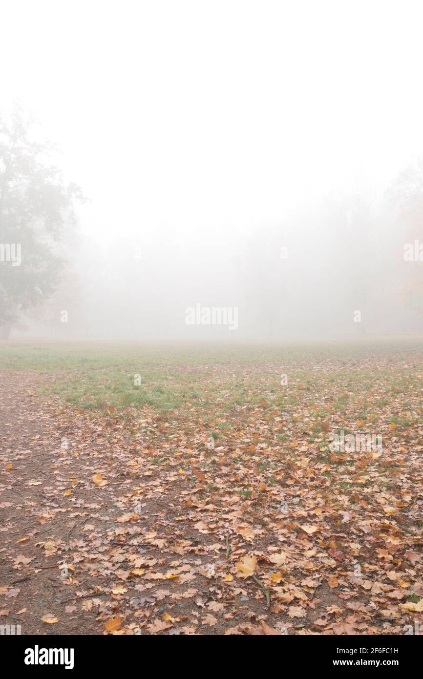 Fog covered leaves hi-res stock photography and images - Alamy