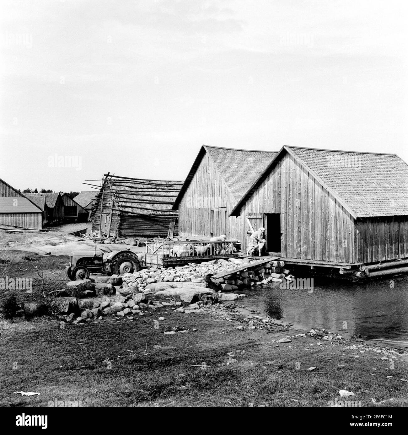 Åland trip. Archipelago. Fishing camps. Transport of sheep Stock Photo ...