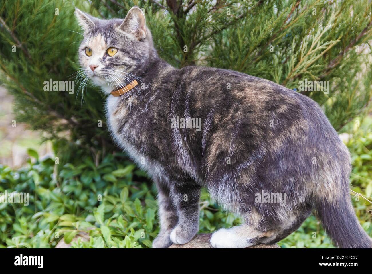 Alert cat in the garden is carefully watching for something Stock Photo ...