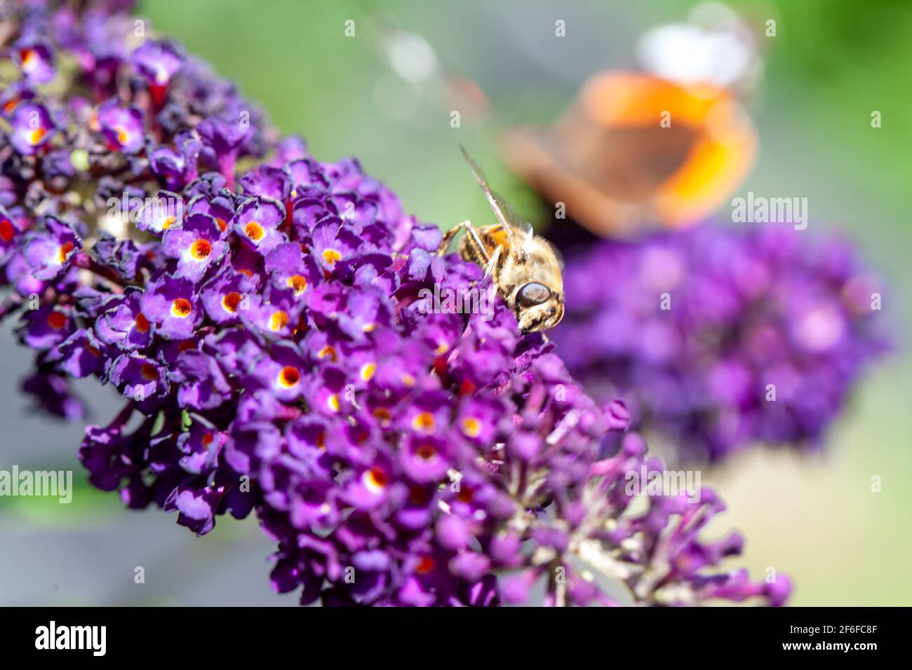 honey bee collecting pollen on a purple buddleja flower in blur ...