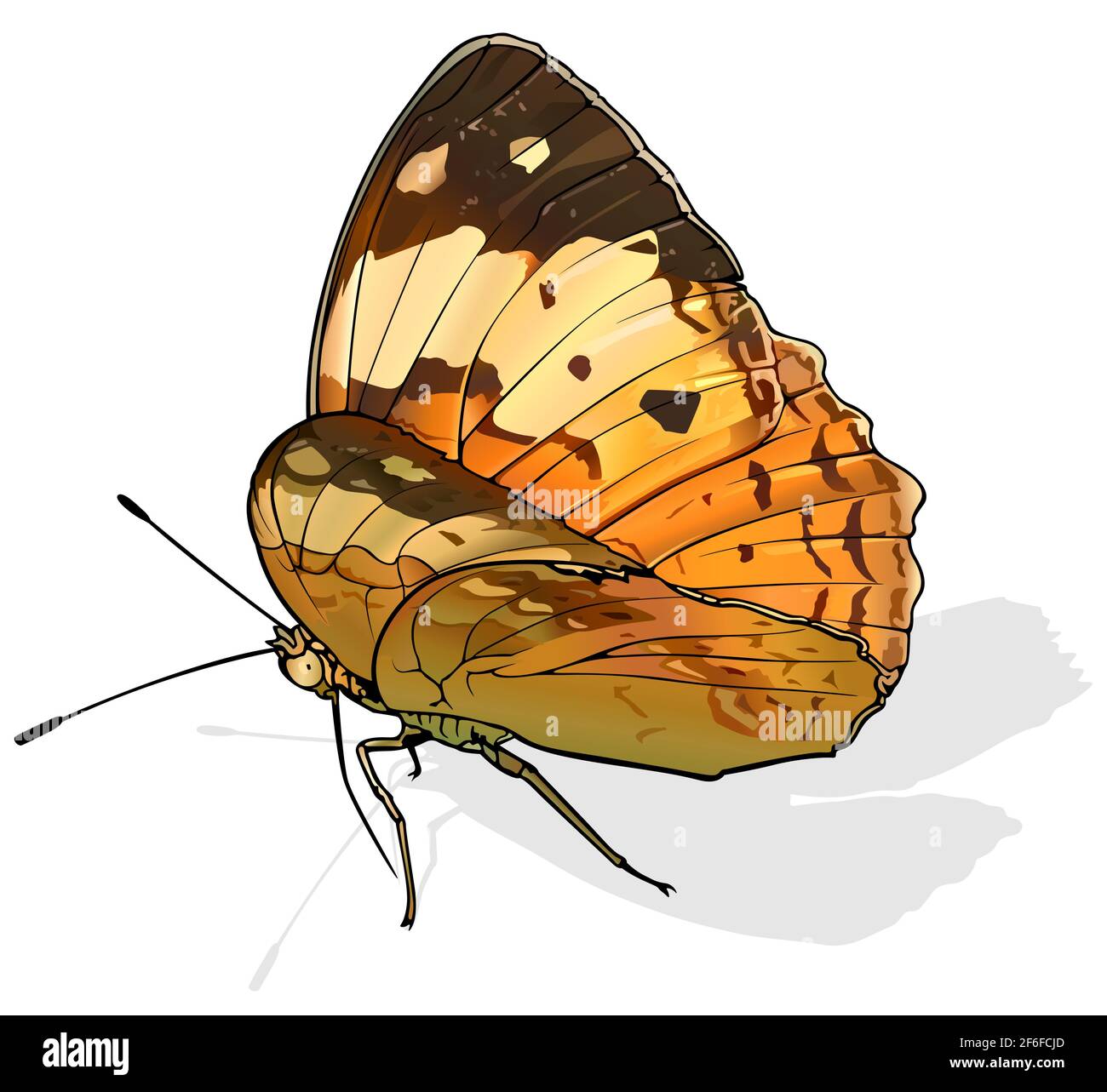 Rustic butterfly india Stock Vector Images - Alamy