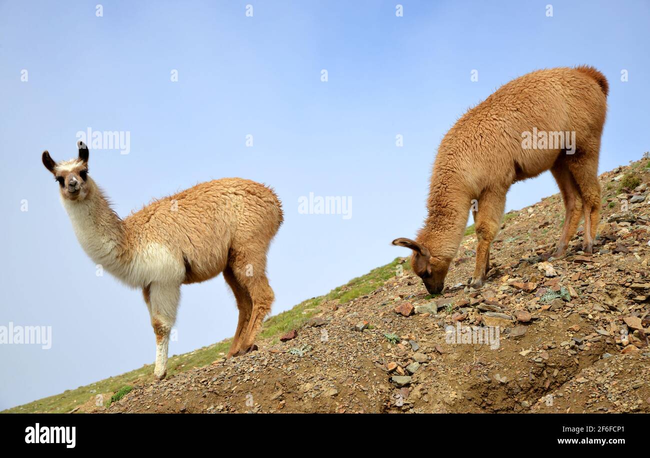 South american andes hi-res stock photography and images - Alamy