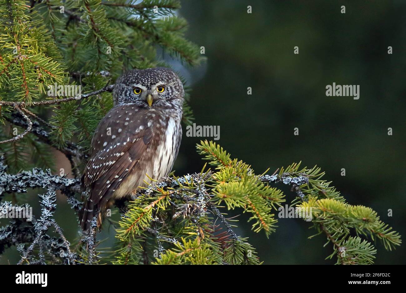 Pygmy owl sitting in Spruce tree Stock Photo - Alamy