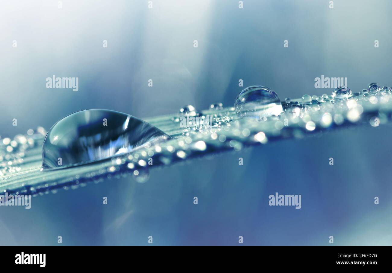 Transparent drop of water dew on grass close up.Natural background ...