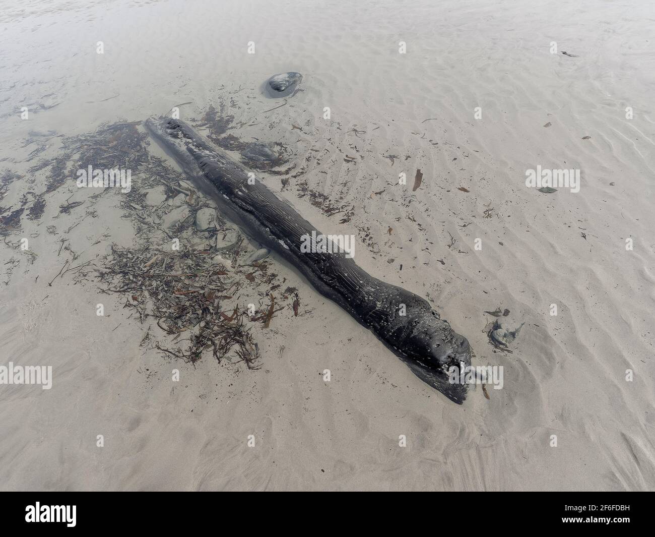 Fossil peat beds hi-res stock photography and images - Alamy