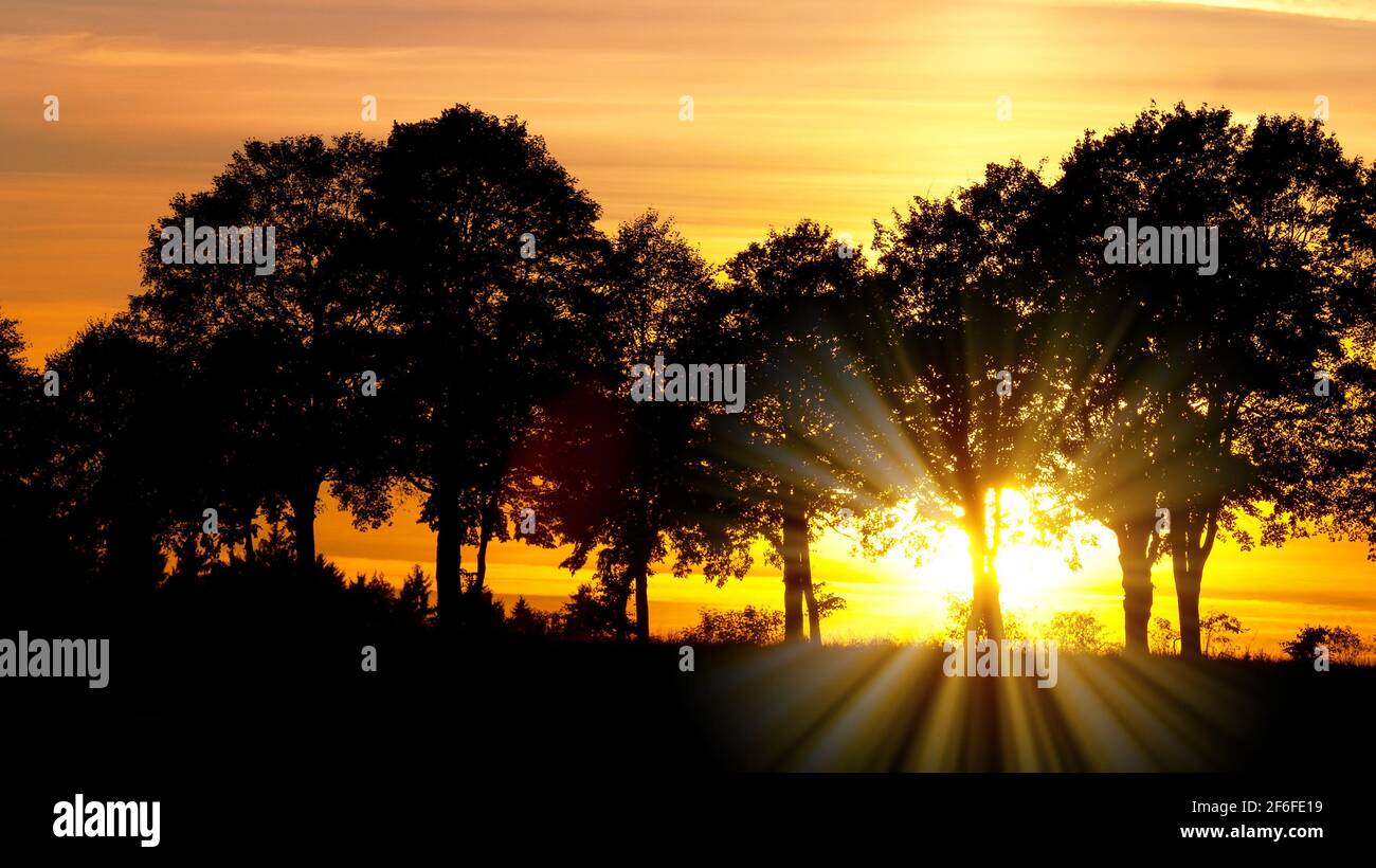 Lime tree silhouette hi-res stock photography and images - Alamy