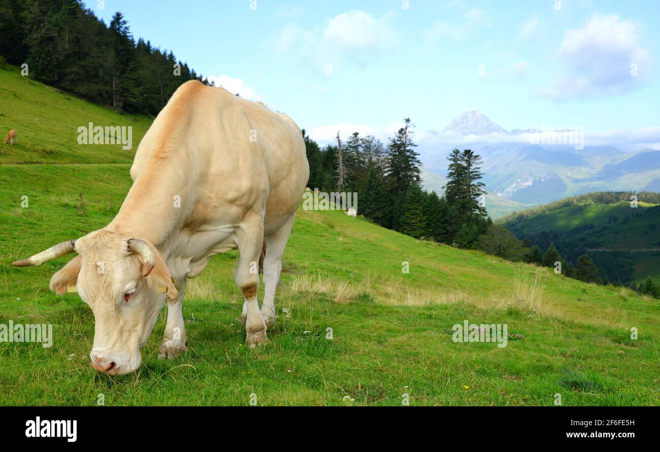 Grazing cow on a mountain meadow. Col D'Aspin in Pyrenees mountains ...