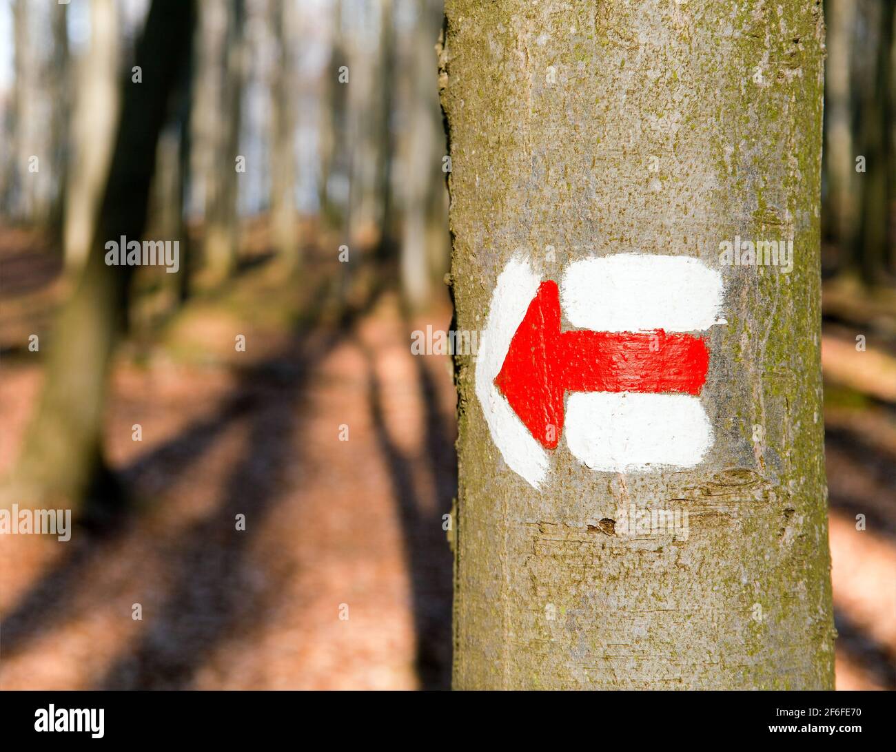 Red tourist or hiking trail signs symbols on tree tree trunk in forest ...