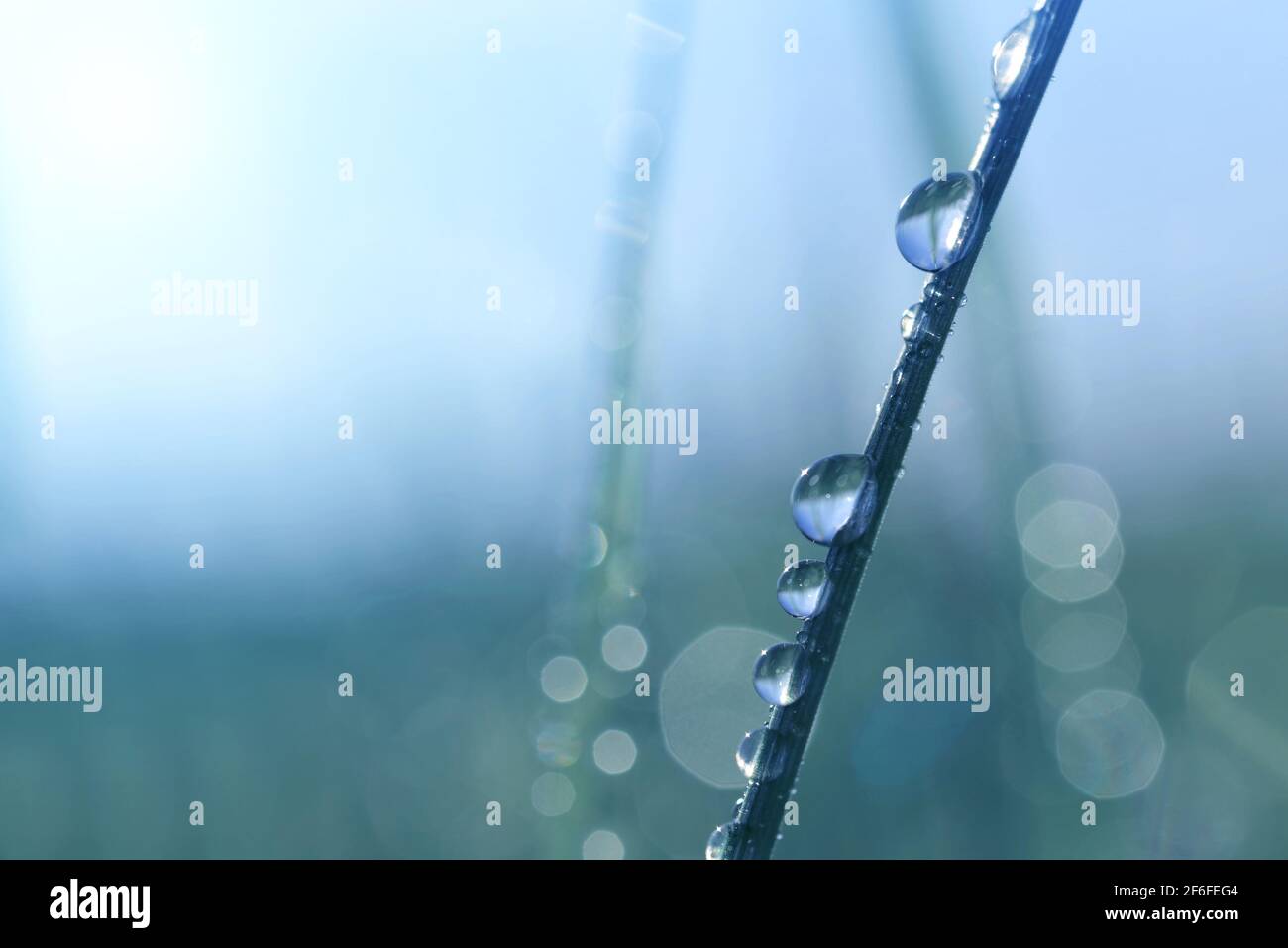 Transparent drop of water dew on grass close up.Natural background ...