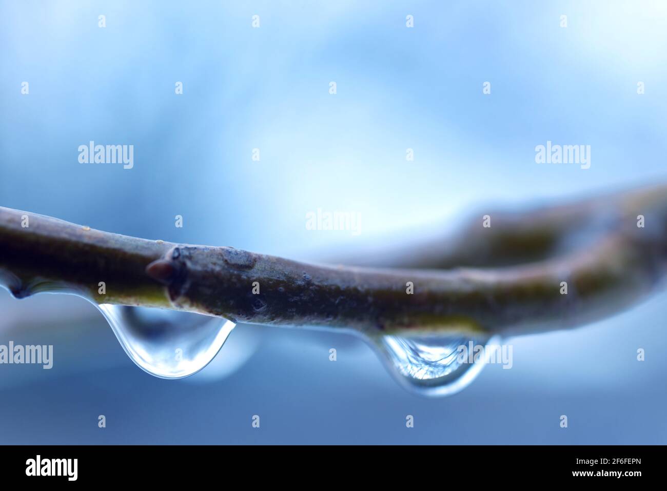 Beautiful large transparent drops of water on branch of tree close up ...