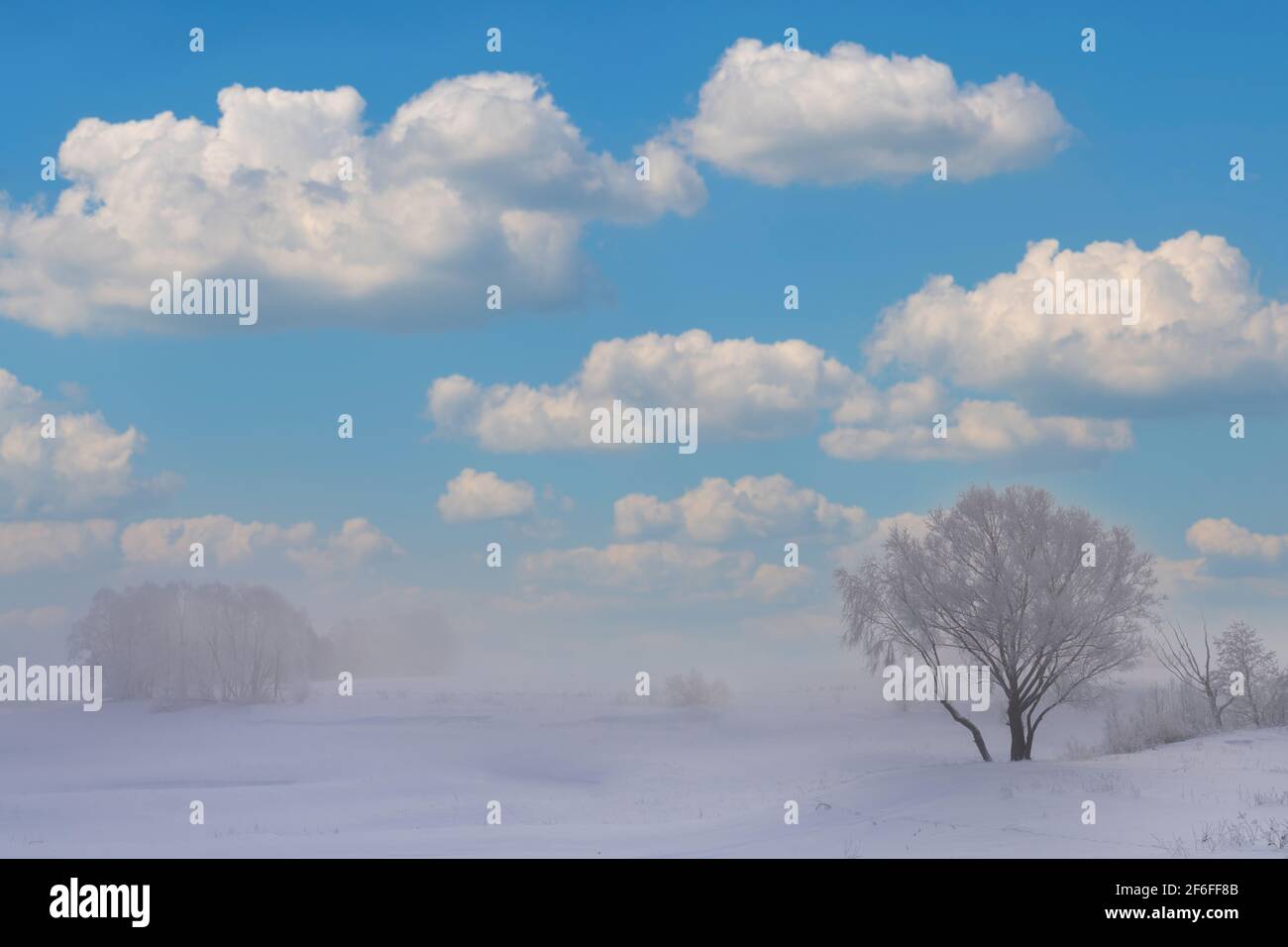 Poplar the branches of tree are covered with thick white frost in fild ...