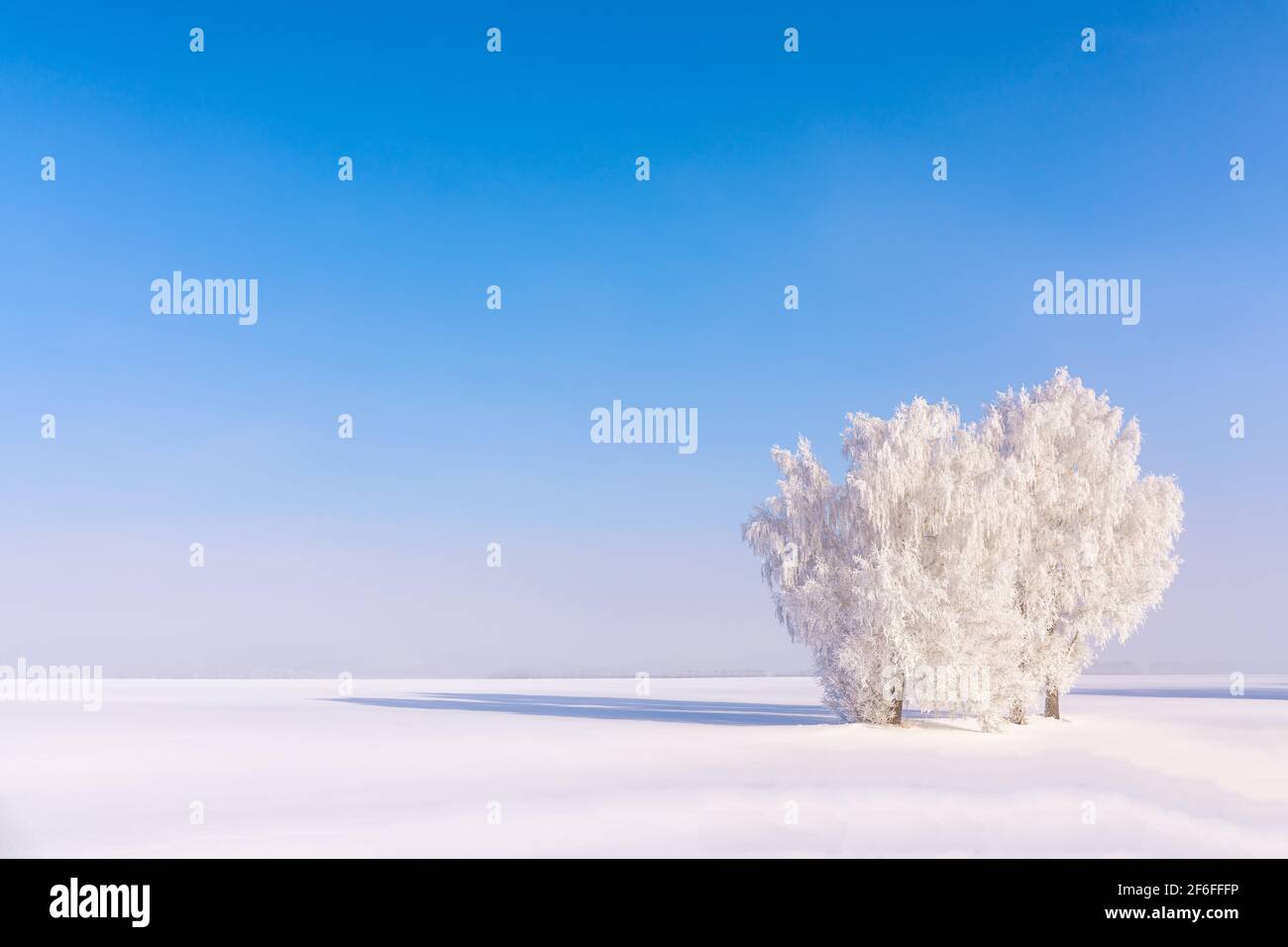 Fluffy tree. The branches of the tree are covered with thick white ...