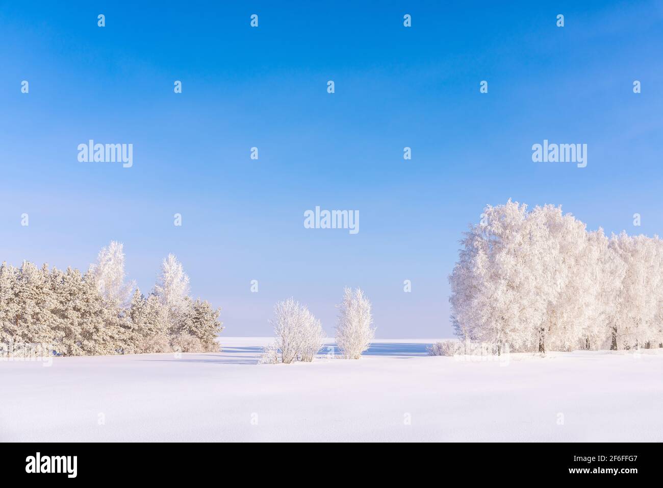 Fluffy tree. The branches of the tree are covered with thick white ...