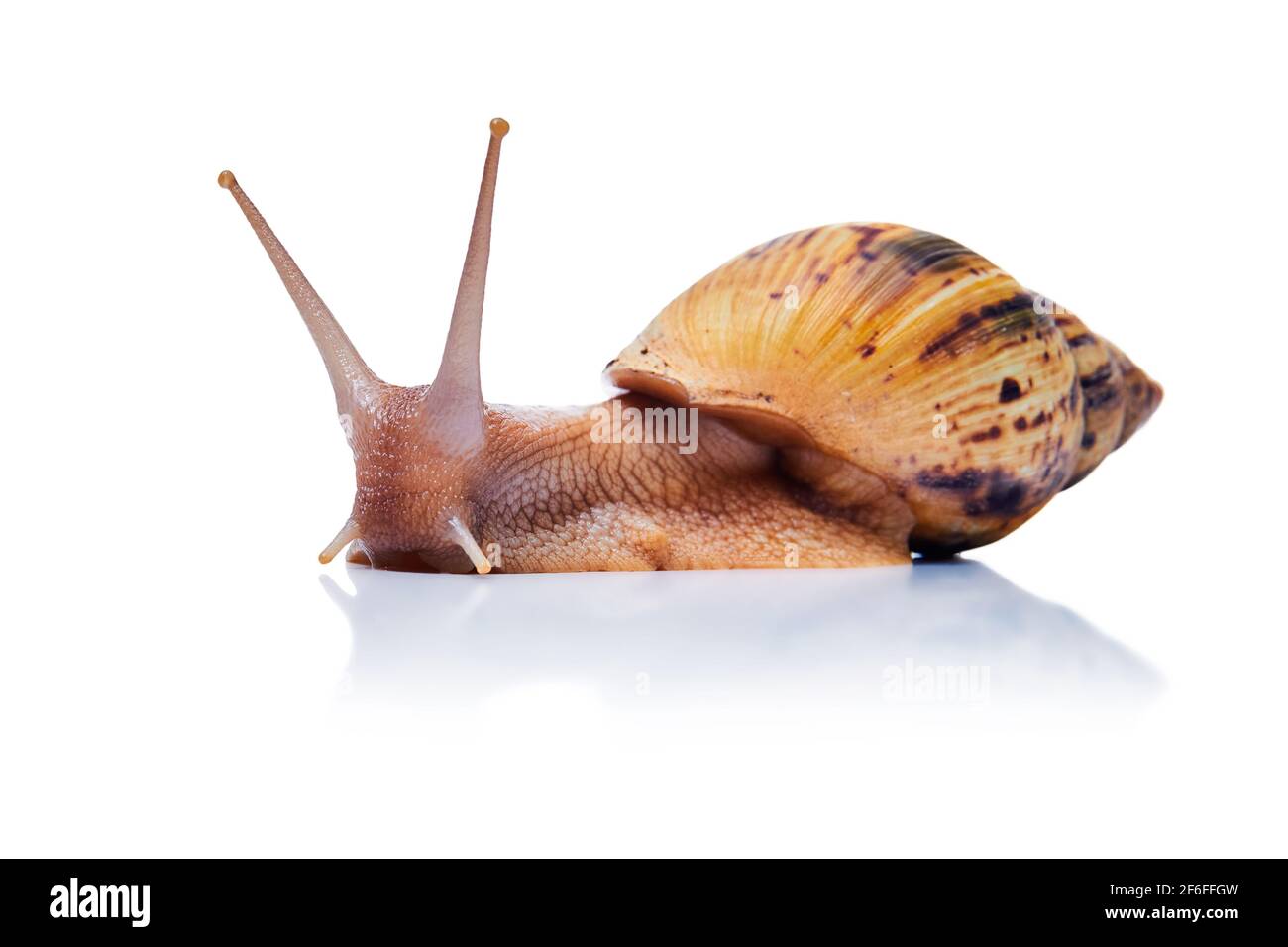 Invasive species giant african snail Cut Out Stock Images & Pictures ...