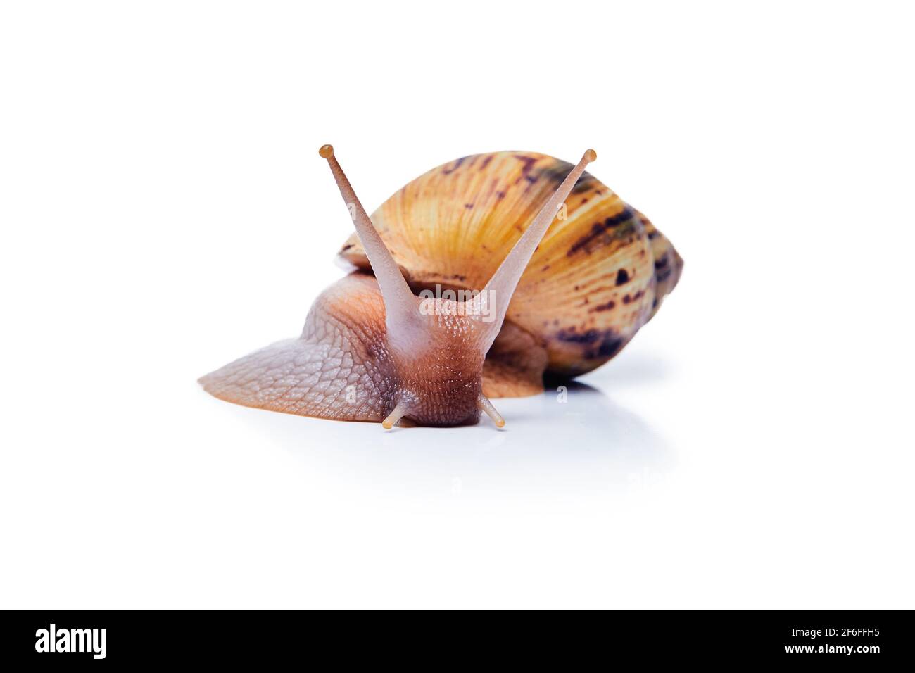 crawling live giant african land snail isolated on white background ...