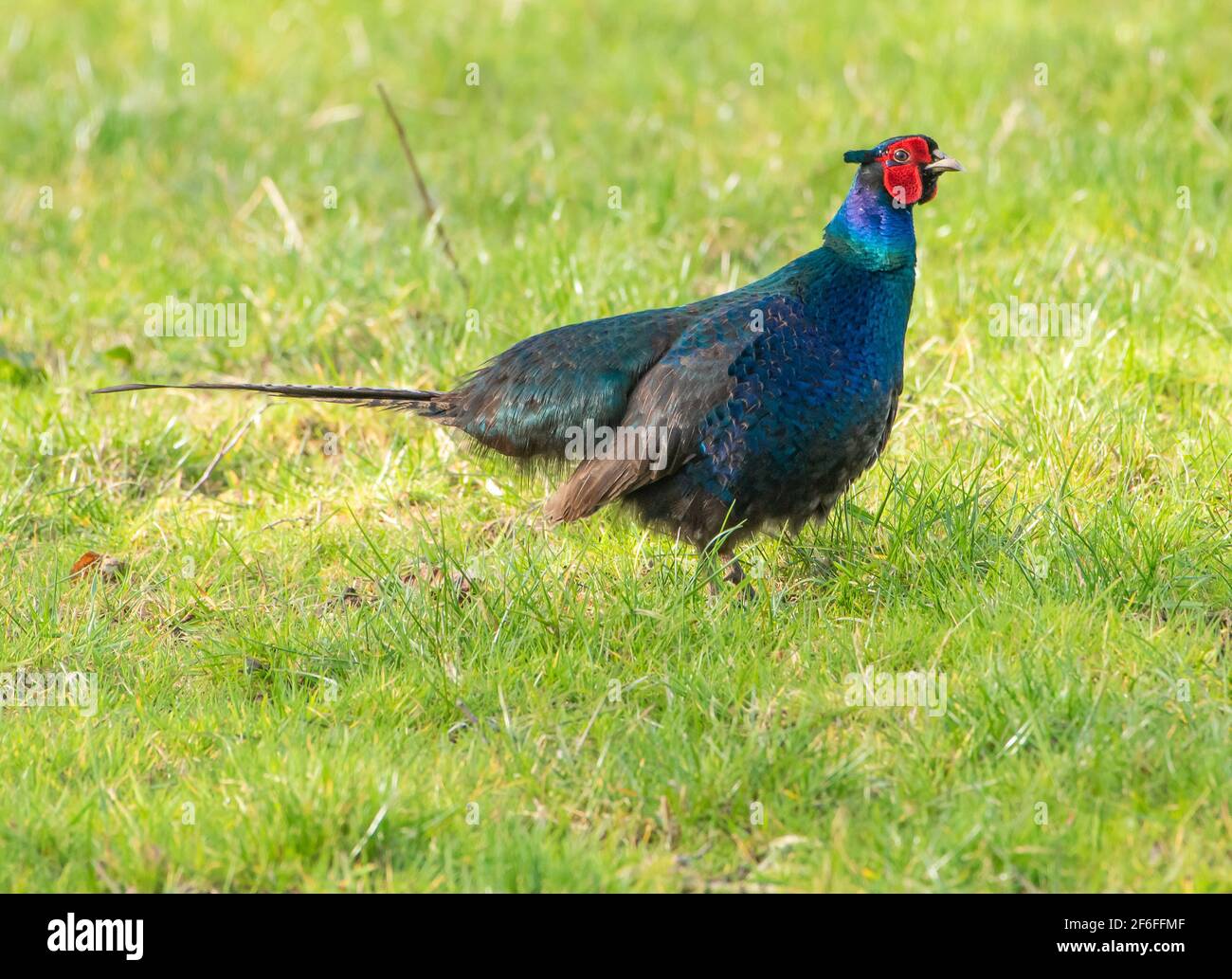 Whitewell, Clitheroe, Lancashire, UK. 31st Mar, 2021. A handsome dark ...