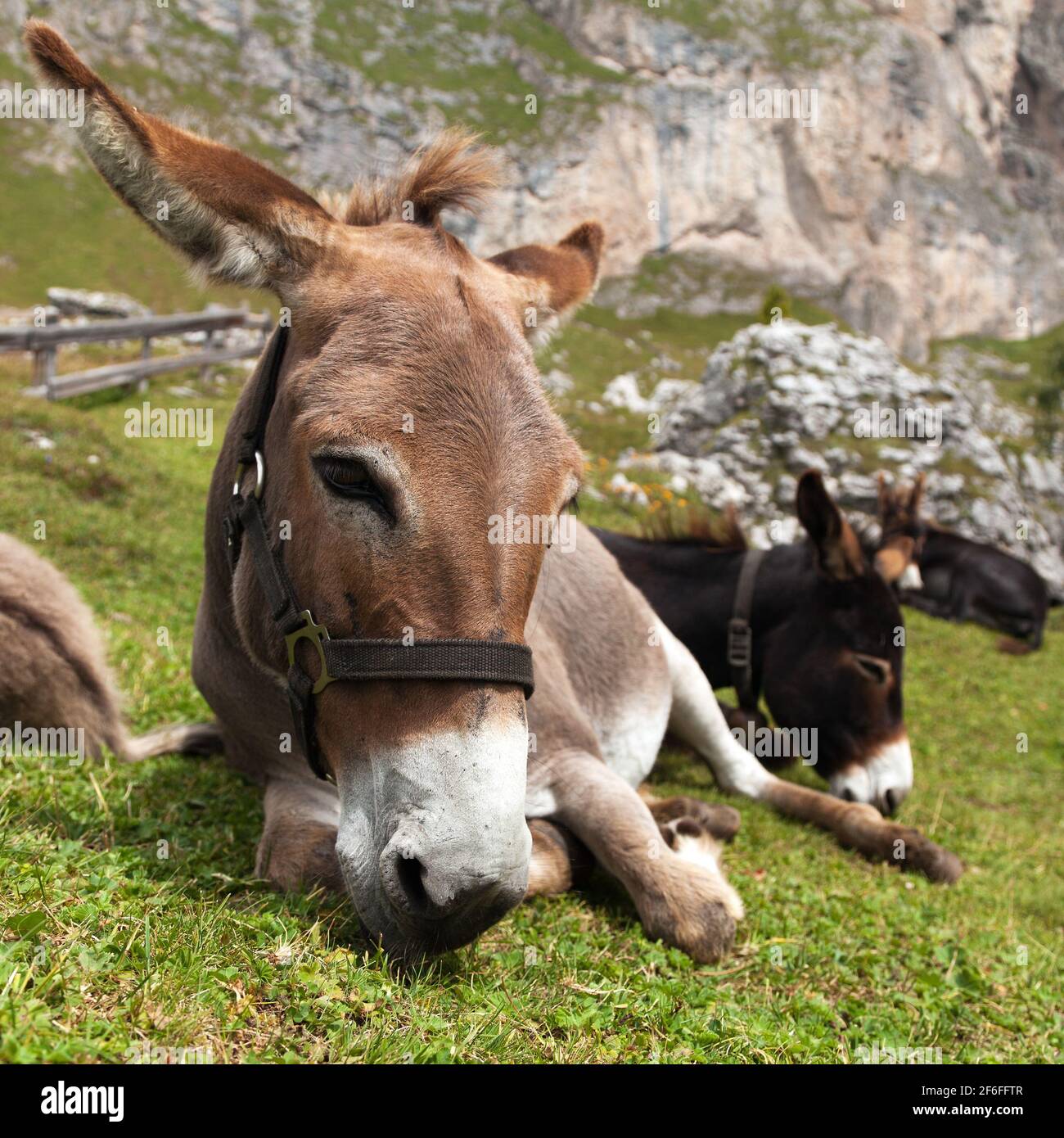 Donkeys (Equus africanus asinus) laying on dhe meadow Stock Photo - Alamy