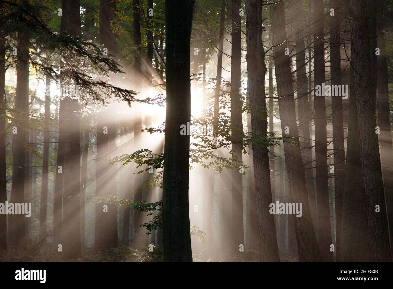 Sun rays beam from hi-res stock photography and images - Alamy