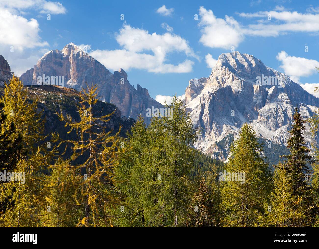 View of larch wood and Le Tofane Gruppe, Dolomiti, Italy Stock Photo ...