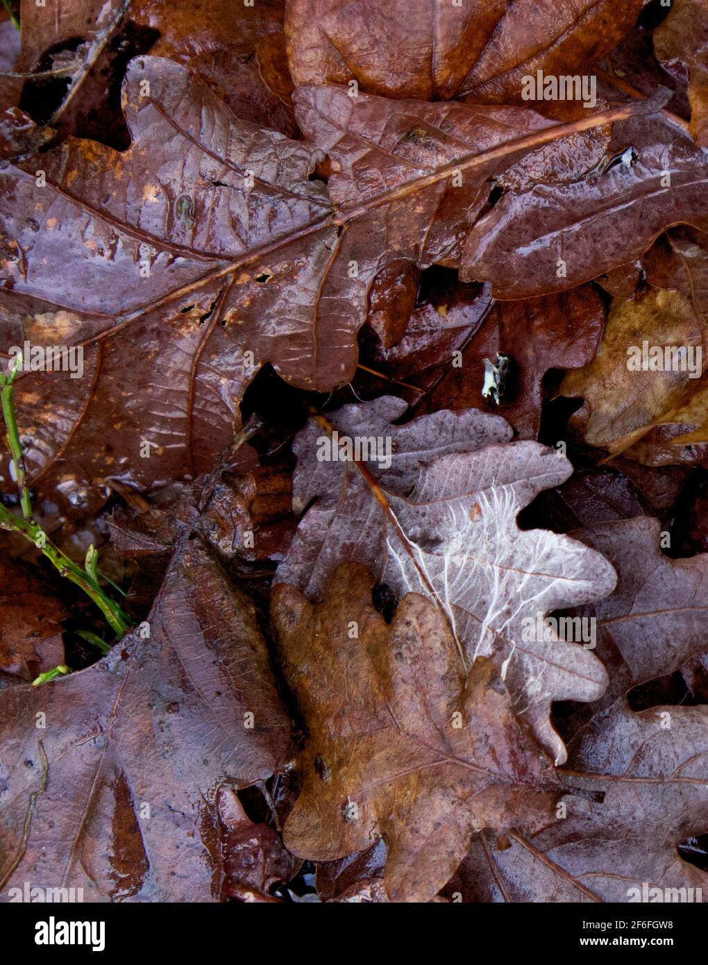 Rotten leaves hi-res stock photography and images - Alamy