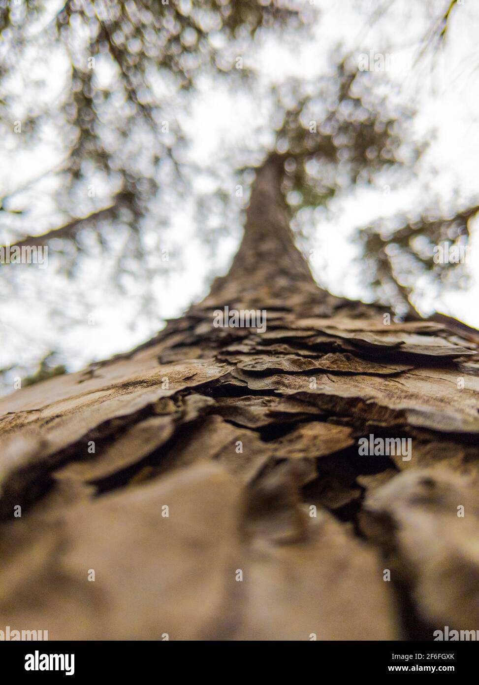 Crown of a pine tree hi-res stock photography and images - Alamy