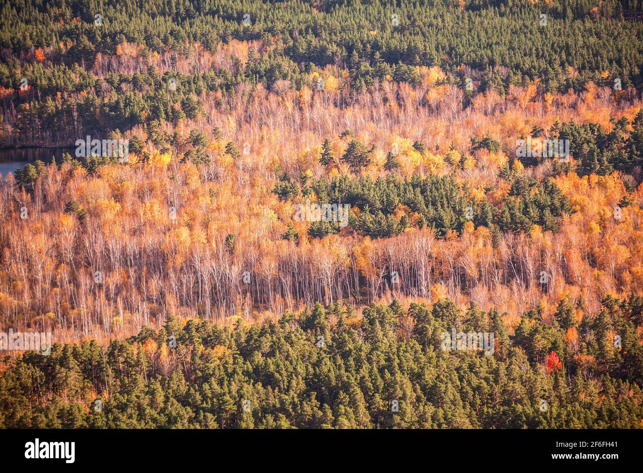 Spruce and birch mixed forest in the autumn season as a background ...