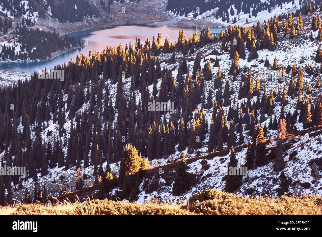 Spruce forest on the background of the lake in the highlands at sunset ...