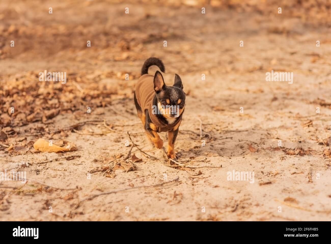 Fluffy chihuahua run. Dog for a walk in autumn or winter. Chihuahua in ...