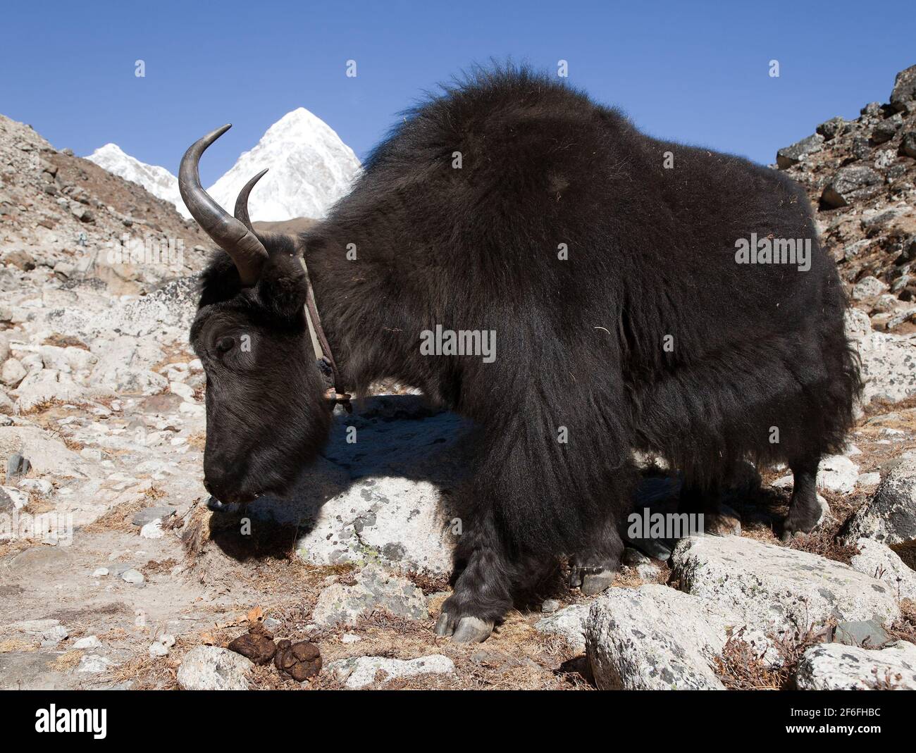 View of black yak ak on the way to Everest base camp - Nepal Stock ...