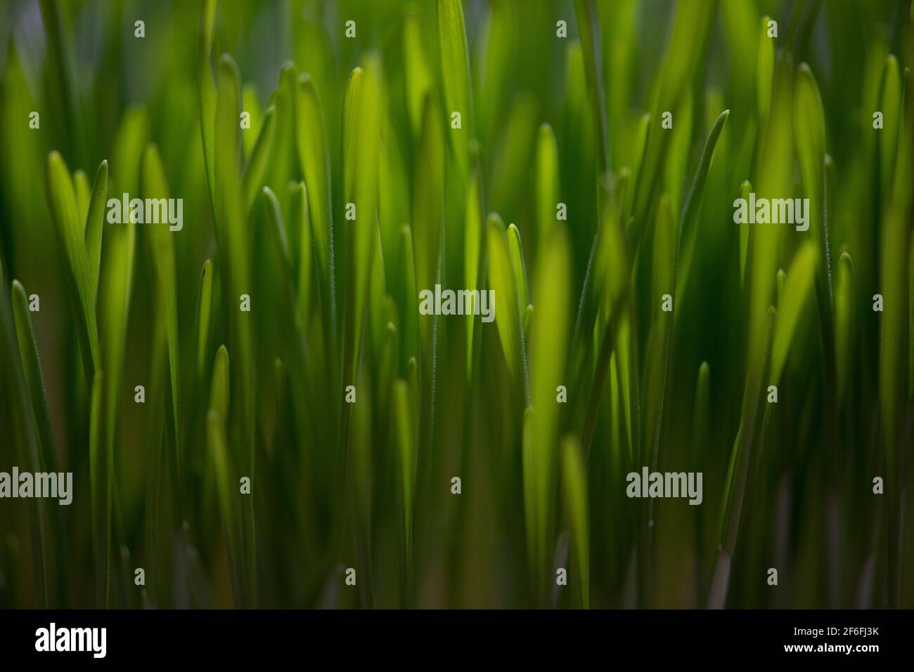 Green grass close up. Abstract nature background. Wheat green sprouts ...