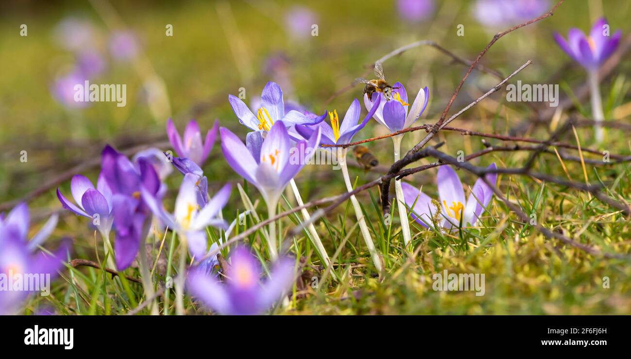 Crocuses group in grass hi-res stock photography and images - Alamy