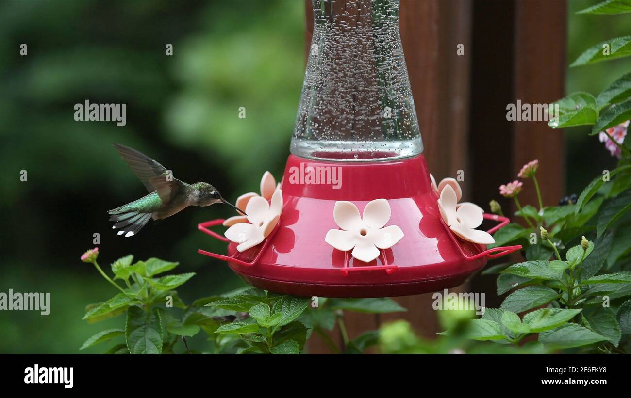Calm hummingbird hi-res stock photography and images - Alamy