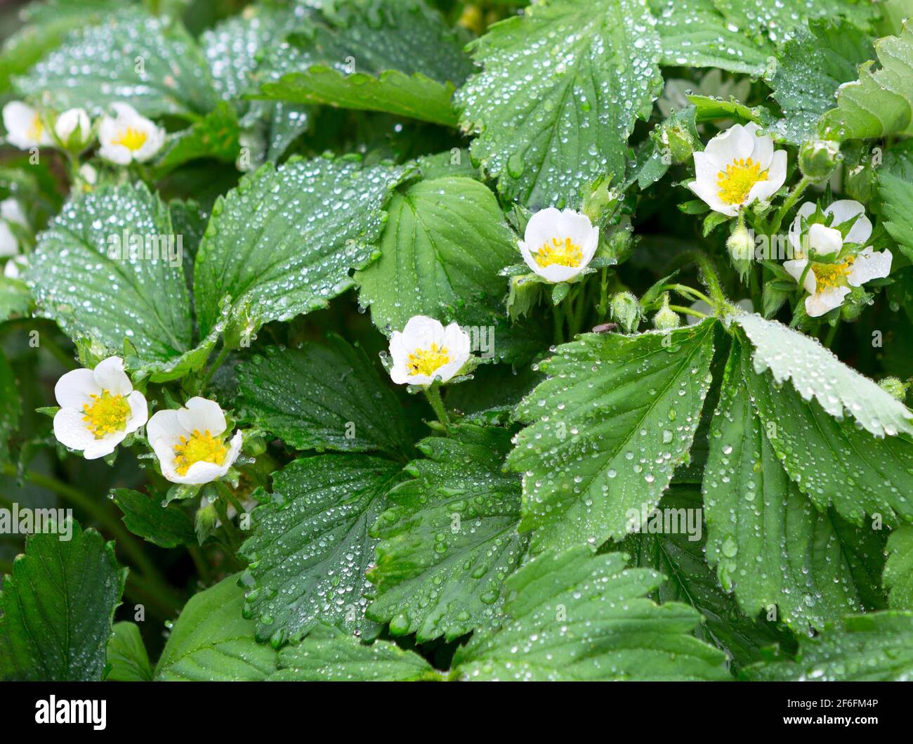 Stawberry bushes hi-res stock photography and images - Alamy