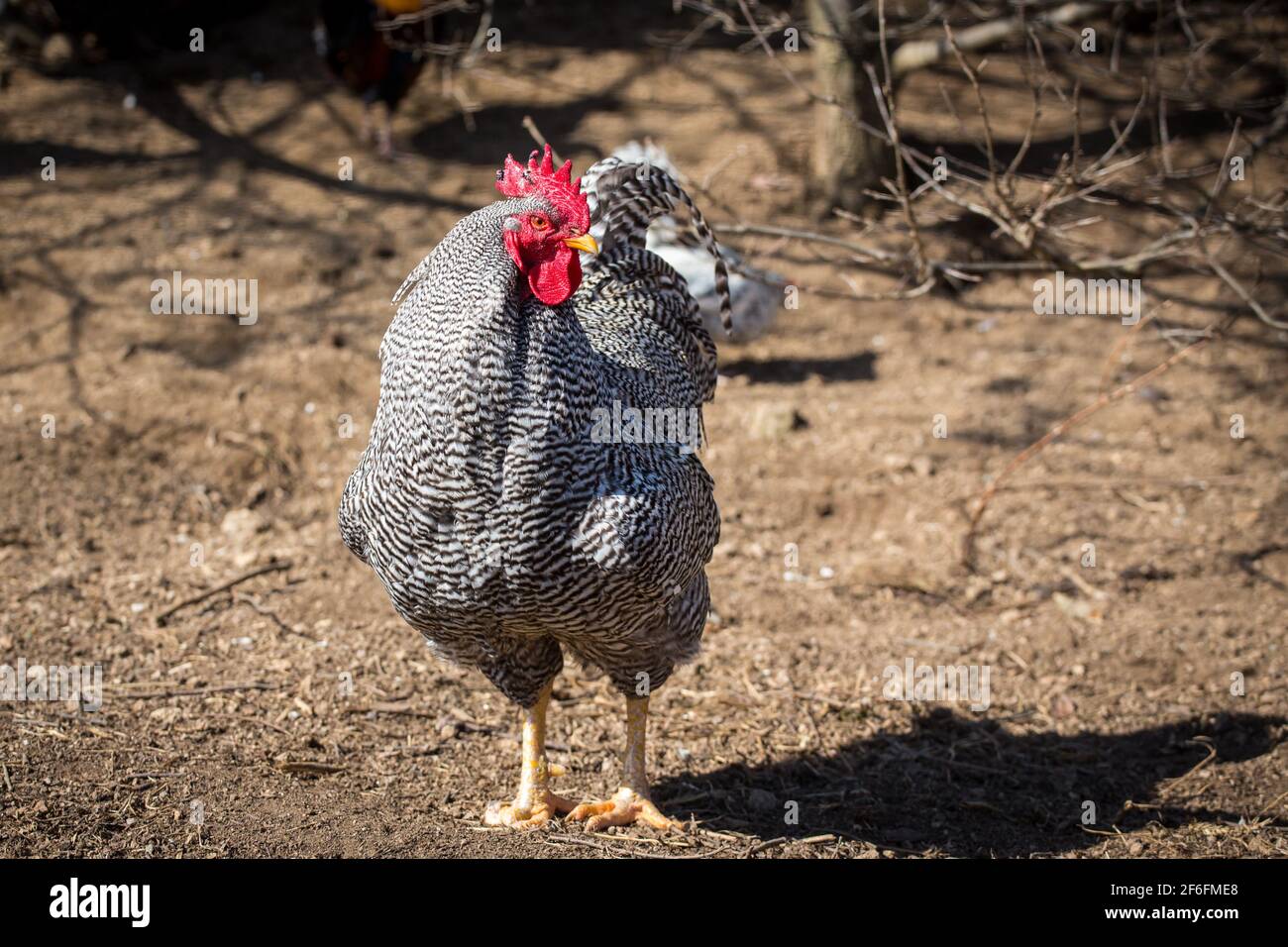 Amrock chicken rooster Stock Photo - Alamy