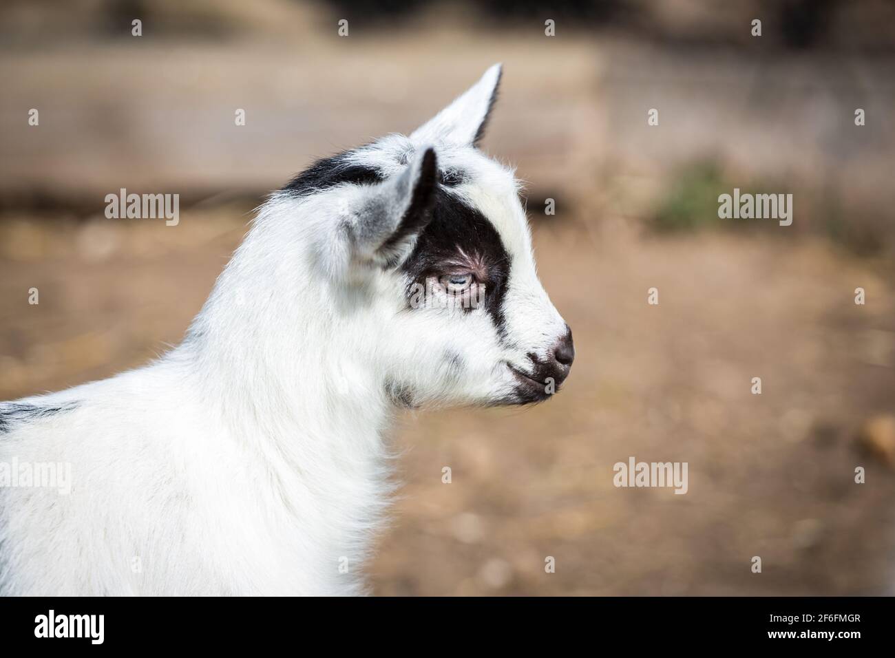 Kid goat of the breed "Pfauenziege" (peacock goat), an endangered goat ...