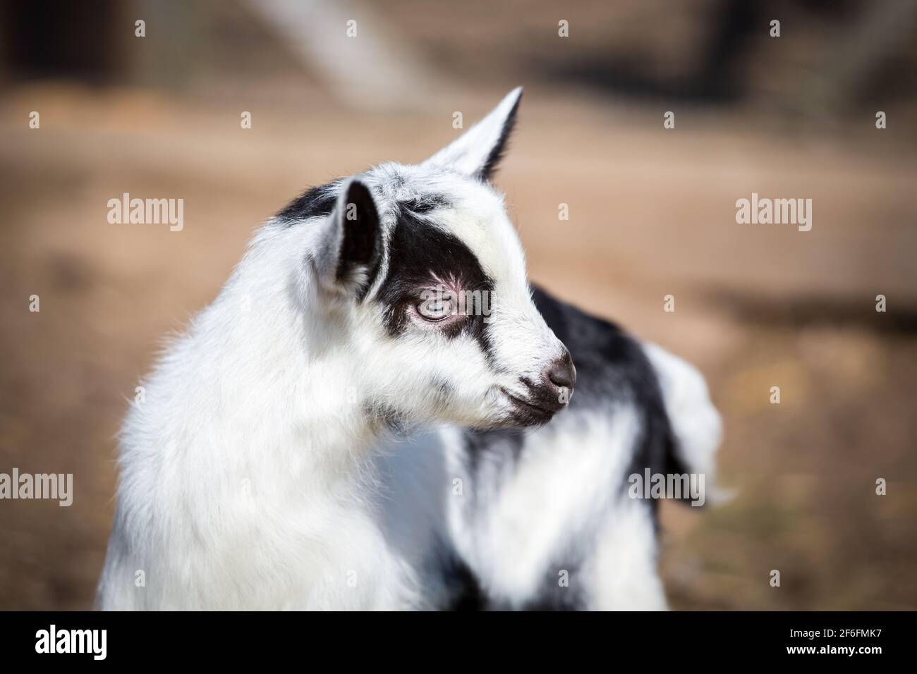 Kid goat of the breed "Pfauenziege" (peacock goat), an endangered goat ...