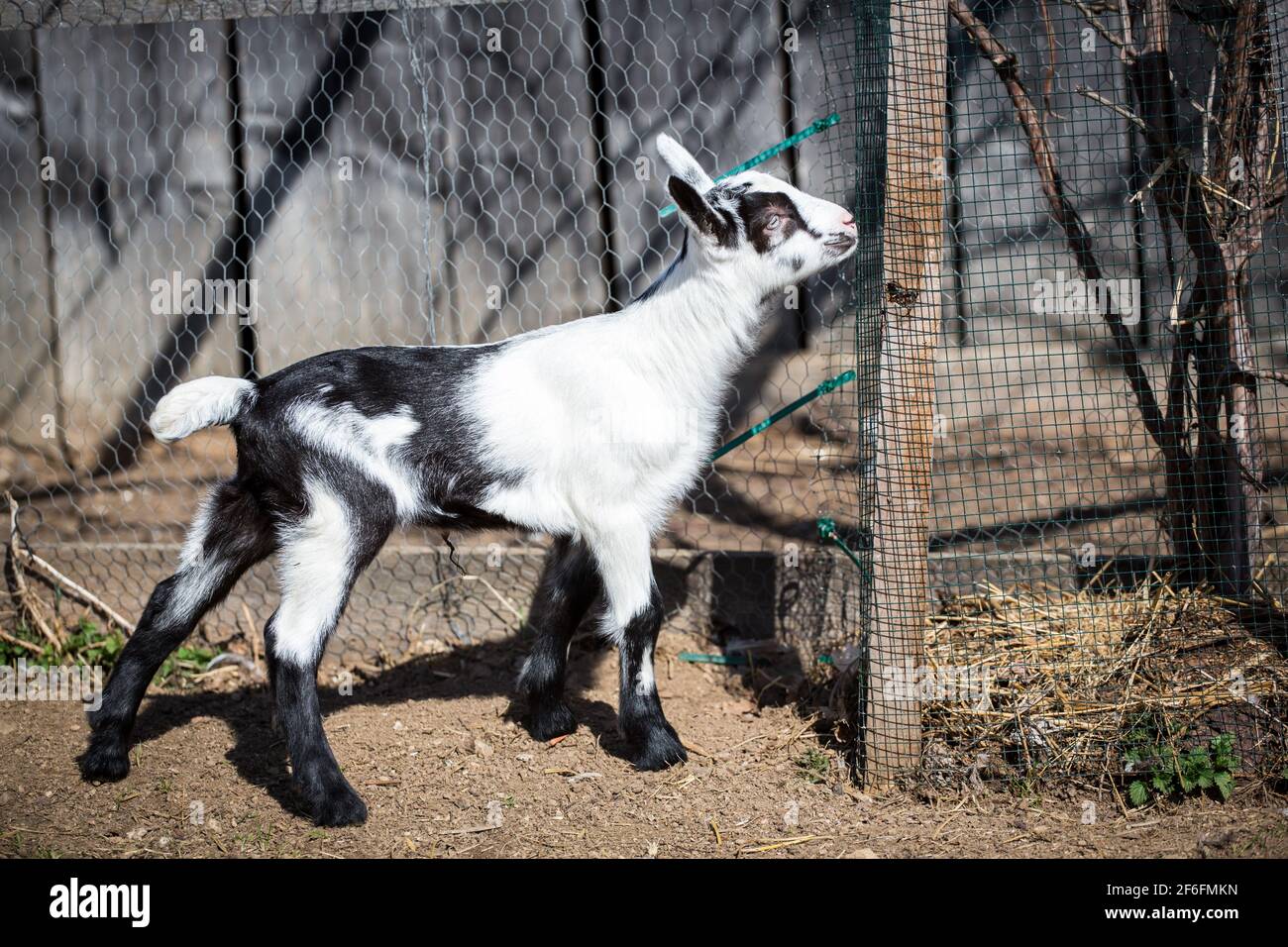 Kid goat of the breed "Pfauenziege" (peacock goat), an endangered goat ...