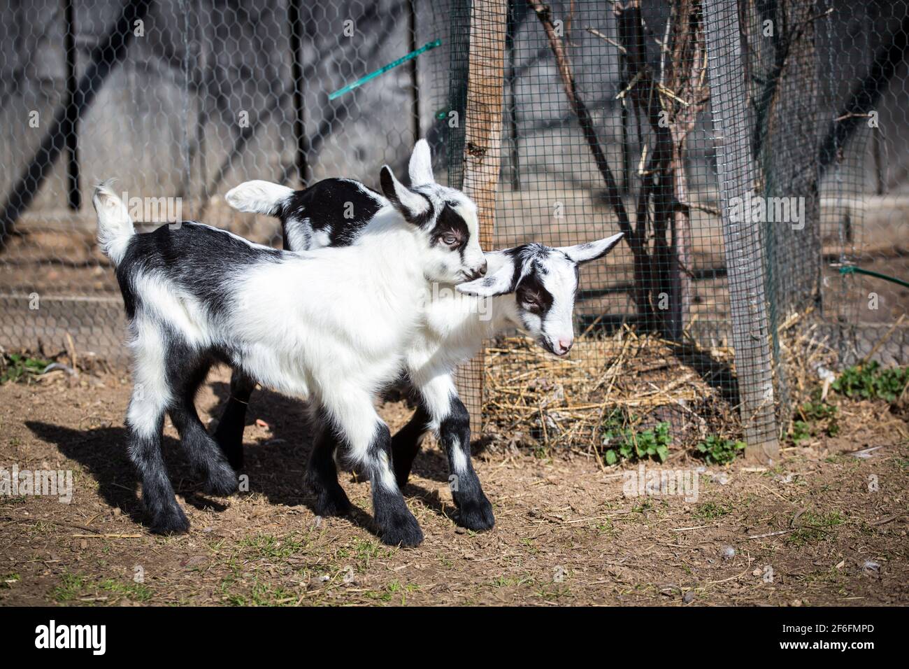 Two kid goats of the breed "Pfauenziege" (peacock goat), an endangered ...