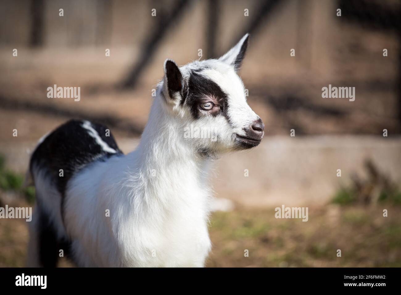 Kid goat of the breed "Pfauenziege" (peacock goat), an endangered goat ...