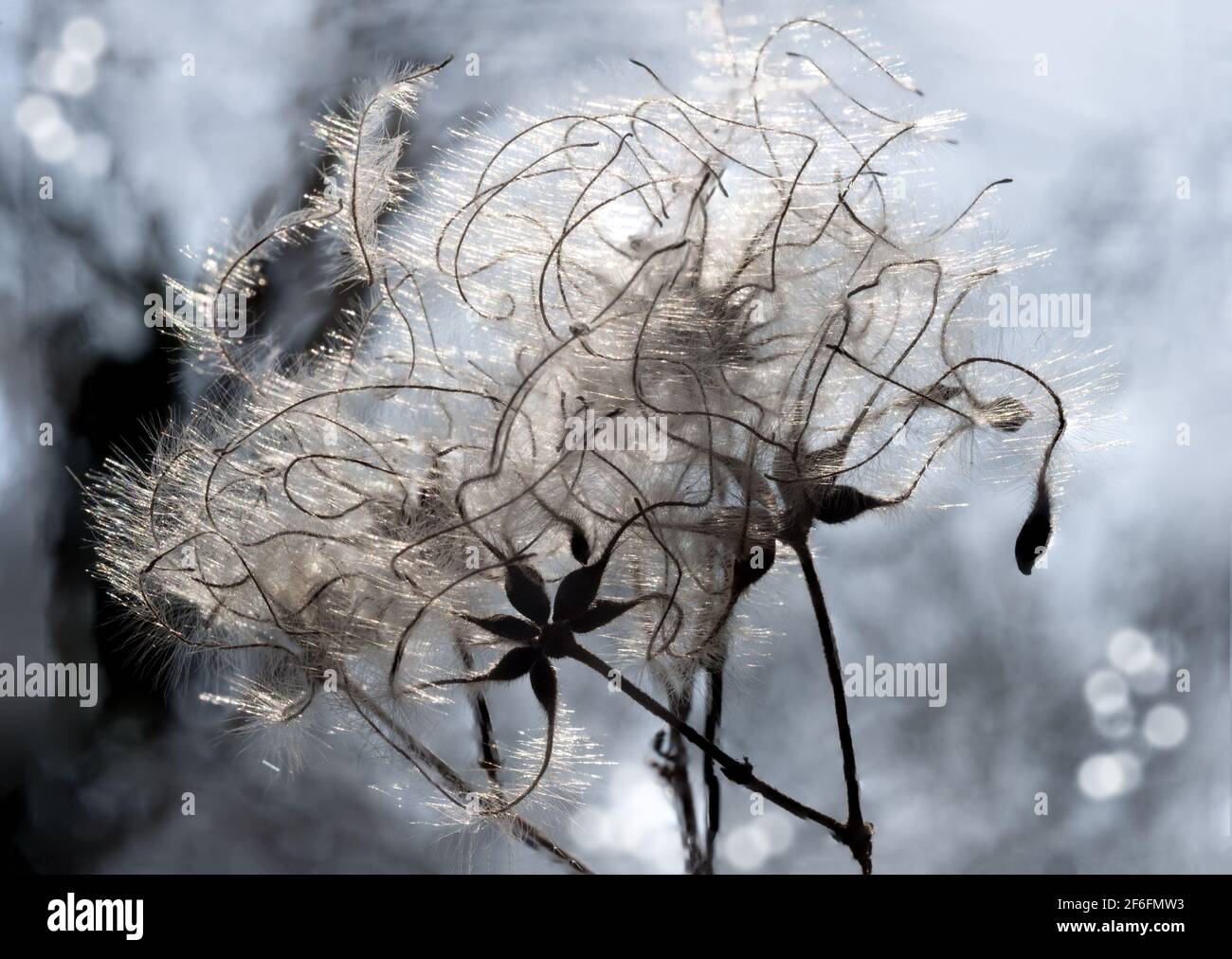 Fluffy seeds hi-res stock photography and images - Alamy