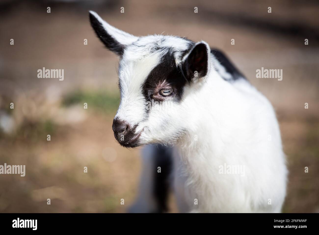 Kid goat of the breed "Pfauenziege" (peacock goat), an endangered goat ...