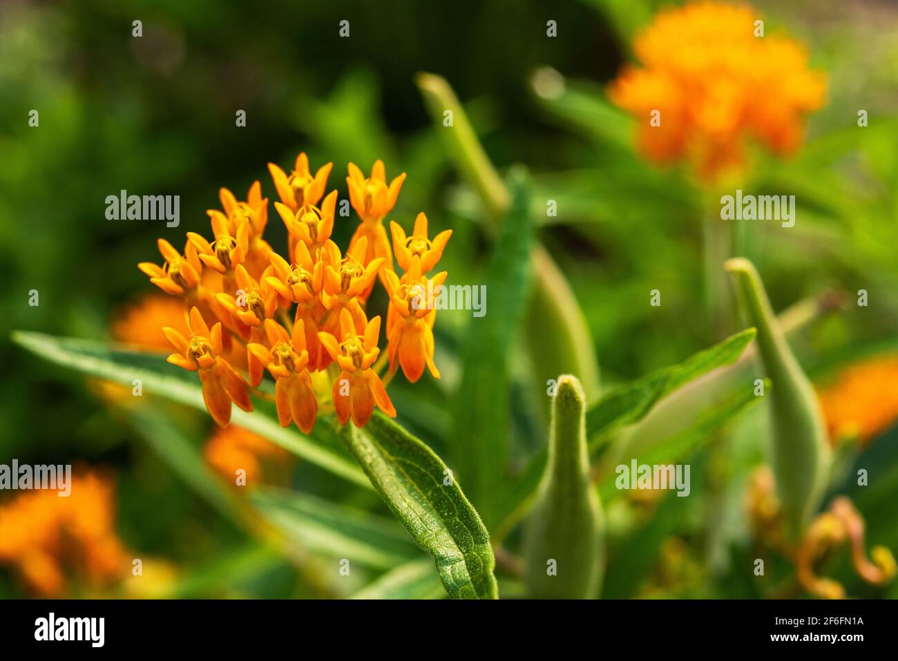 Butterfly weed hi-res stock photography and images - Alamy