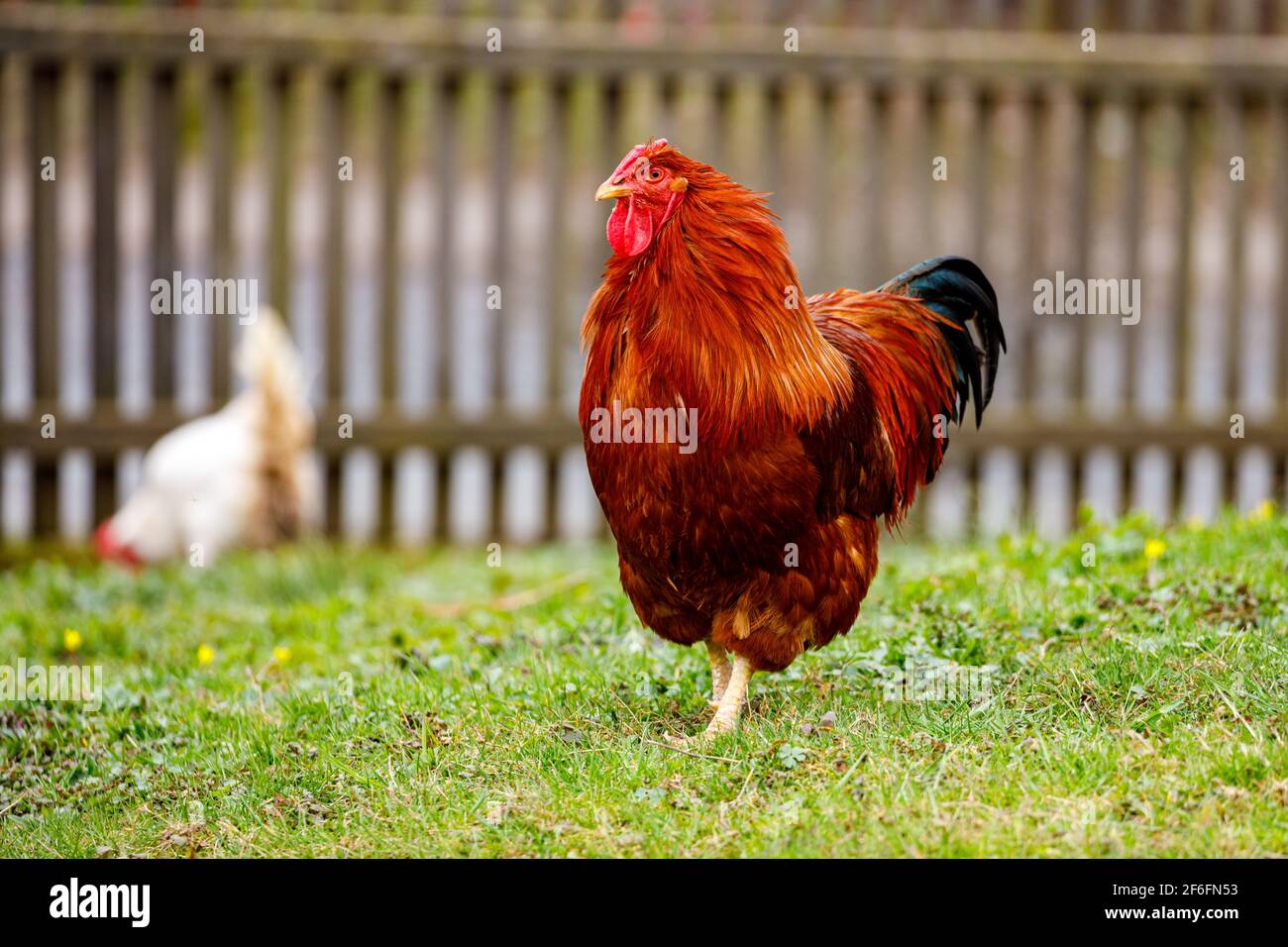Bantam hen and rooster hi-res stock photography and images - Alamy