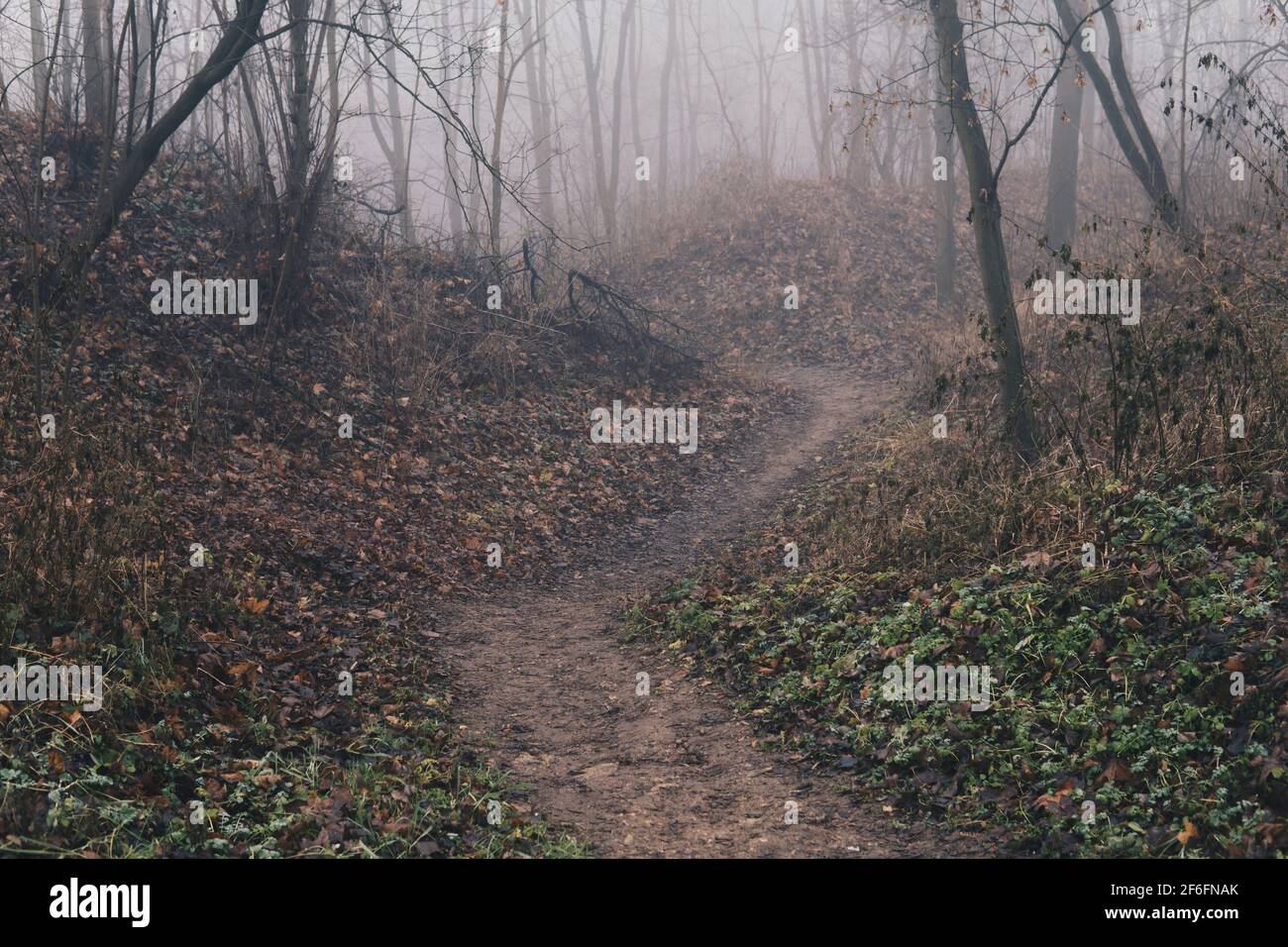 Dark foggy forest path hi-res stock photography and images - Alamy