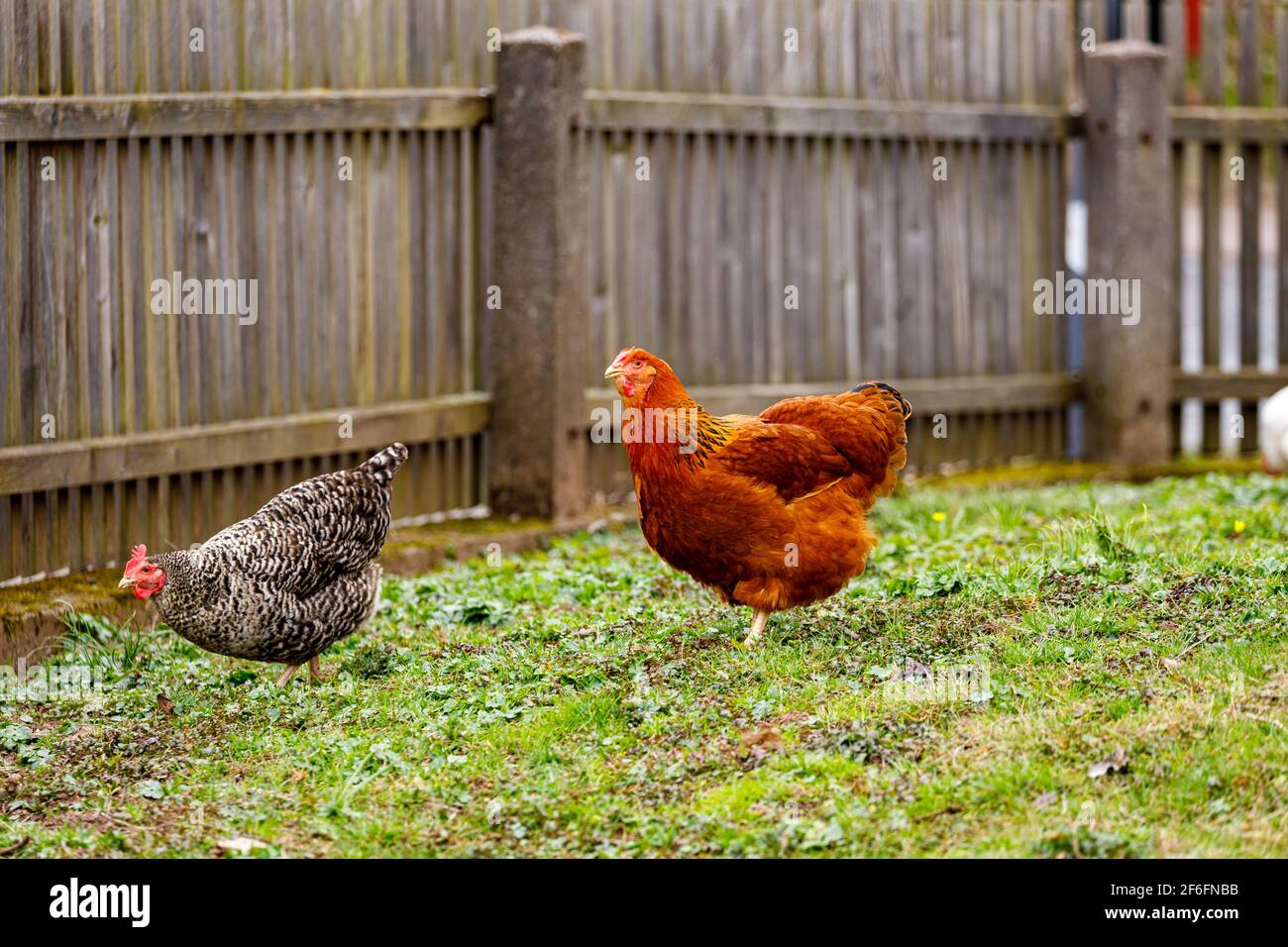 Hen rooster farm bird beak hi-res stock photography and images - Alamy