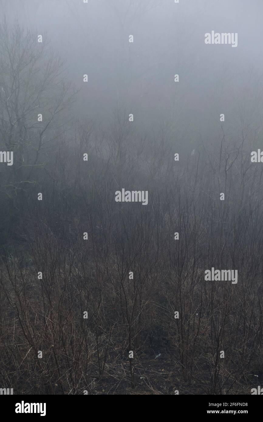 landscape with trees withould leaves hidden in a fog during autumn or ...