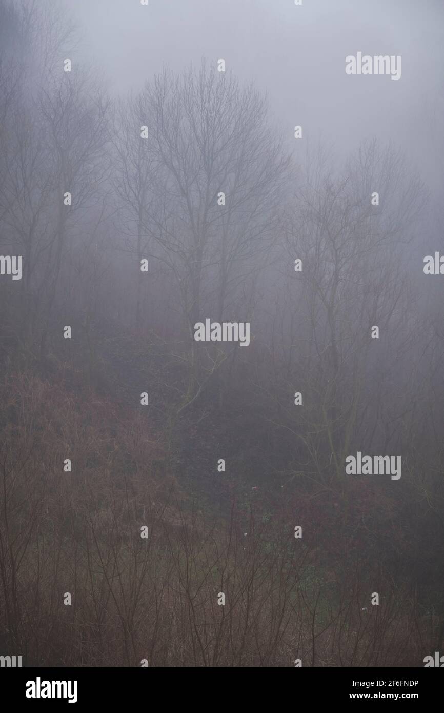 landscape with trees withould leaves hidden in a fog during autumn or ...