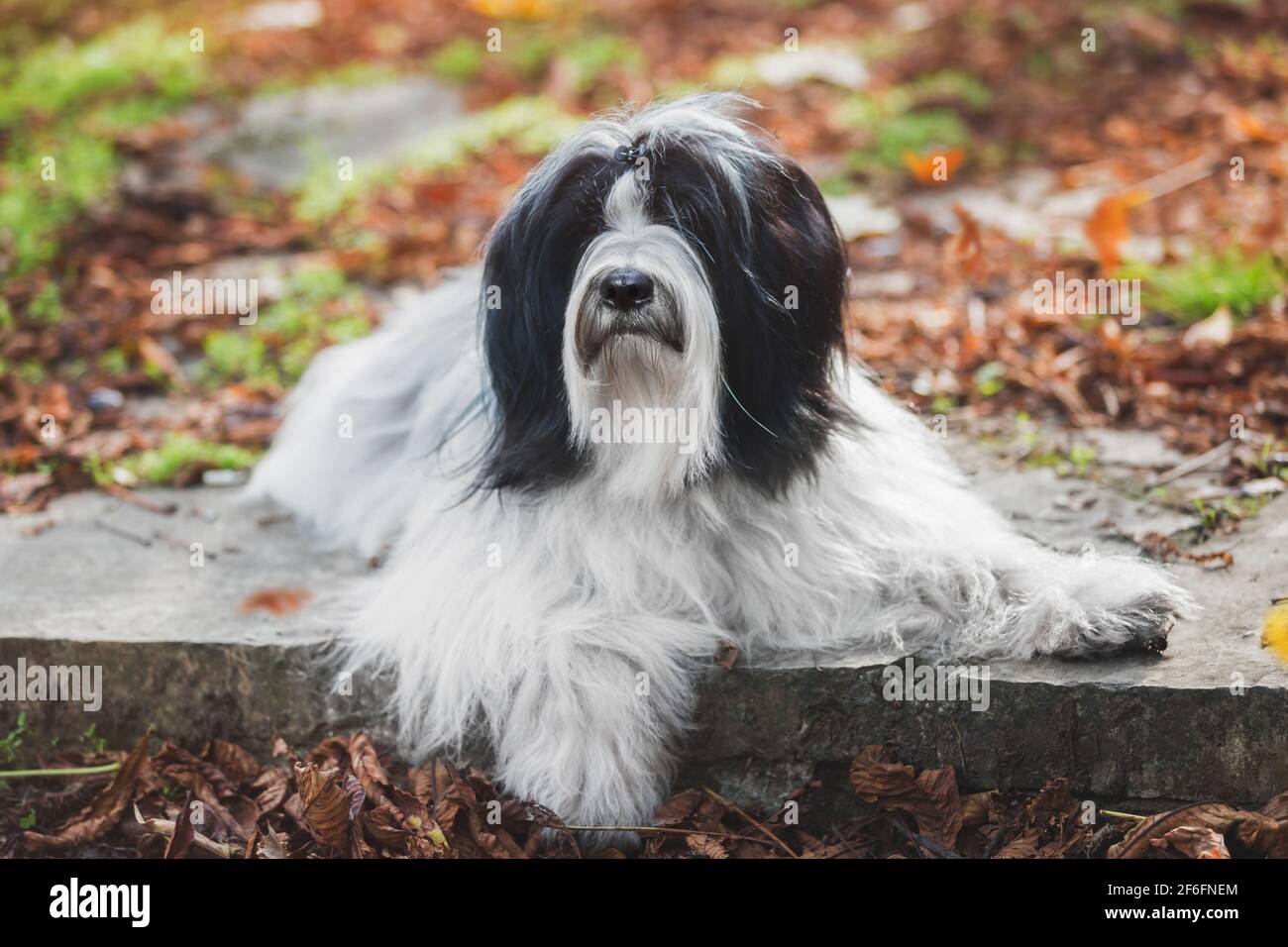 Tibetan terrier dog lying obediently on steps in a forest among ...