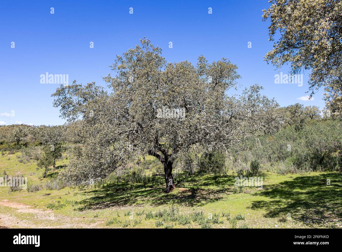 Old holm oak quercus ilex hi-res stock photography and images - Alamy