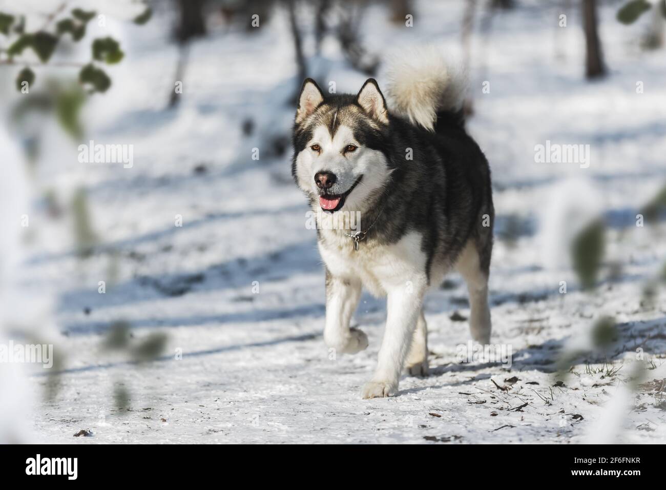 Alaskan malamute puppy snow hi-res stock photography and images - Alamy